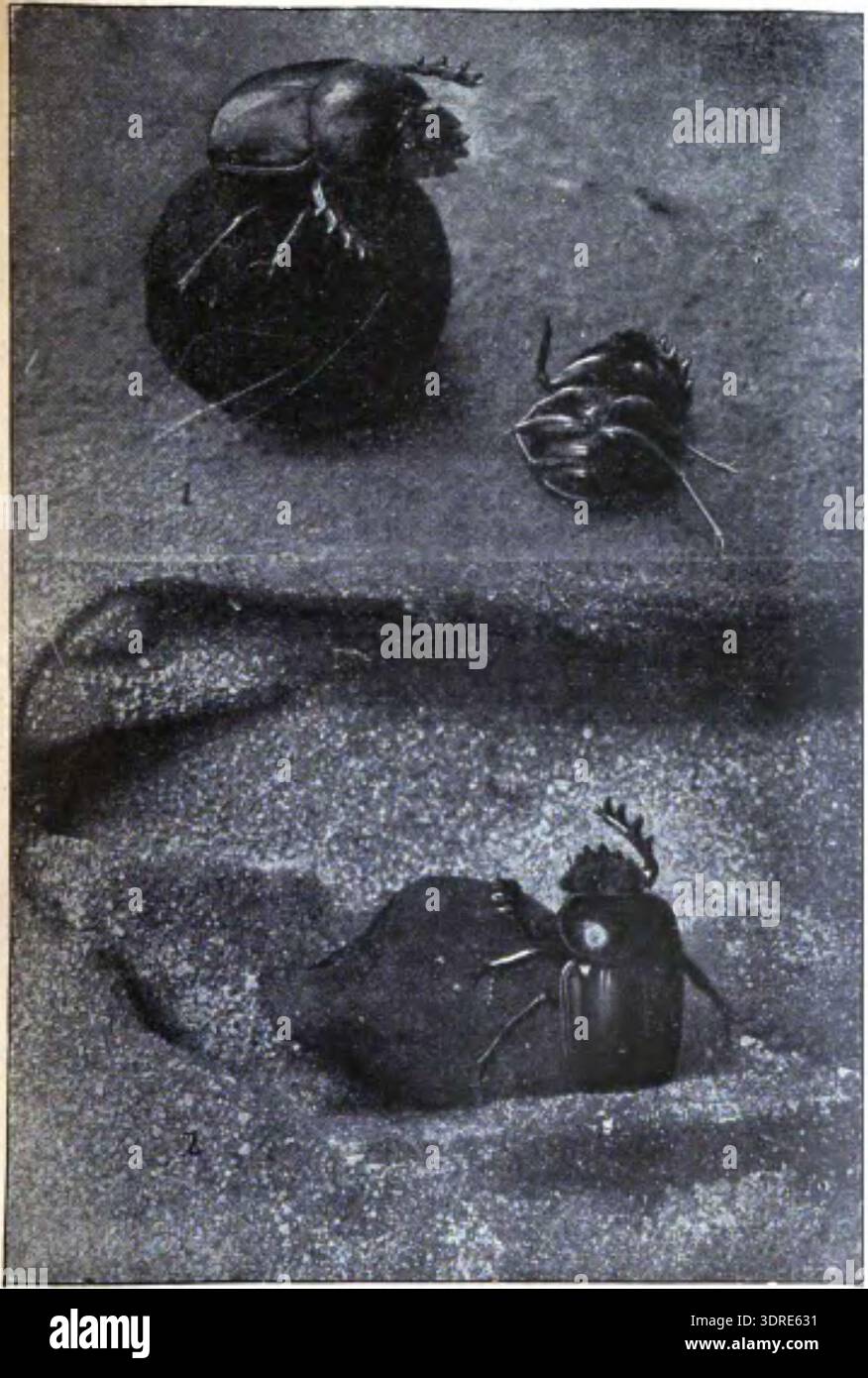 Page from jean henri fabres hi-res stock photography and images - Alamy
