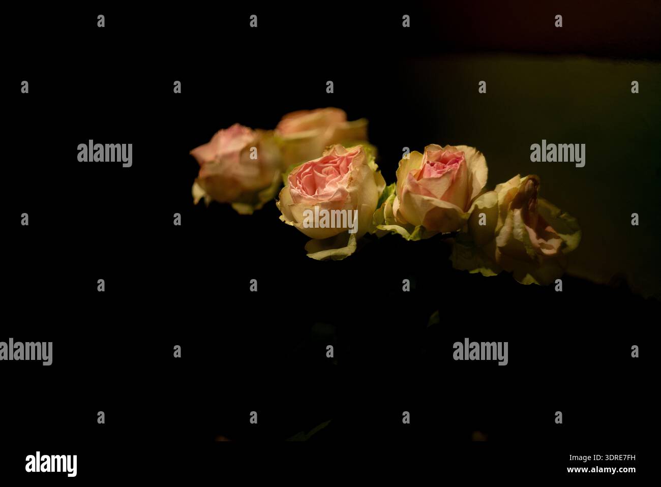 Dark surface with soft lighting hi-res stock photography and images - Alamy