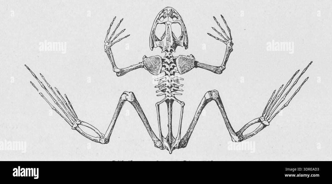 This illustration shows the skeleton of a frog, drawn by Ferdinand ...
