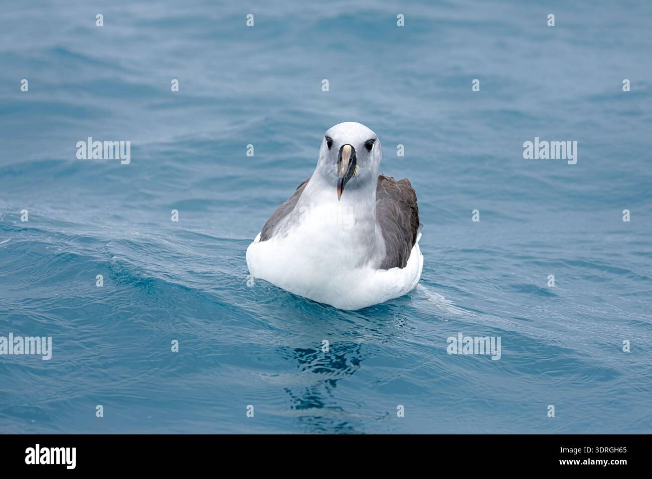 Else cove hi-res stock photography and images - Alamy