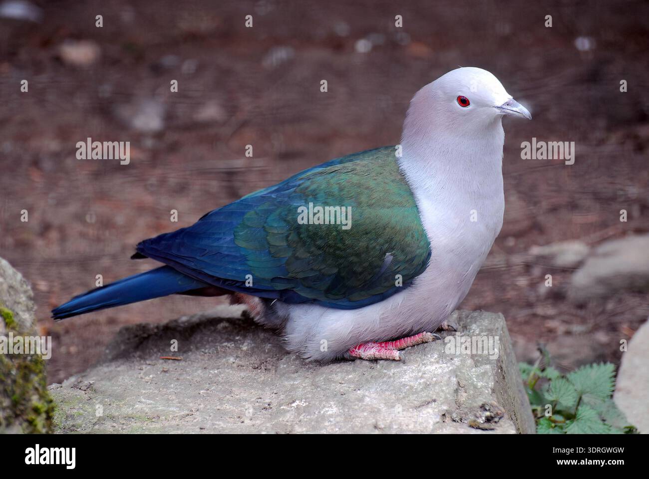 Elegant imperial pigeon hi-res stock photography and images - Alamy