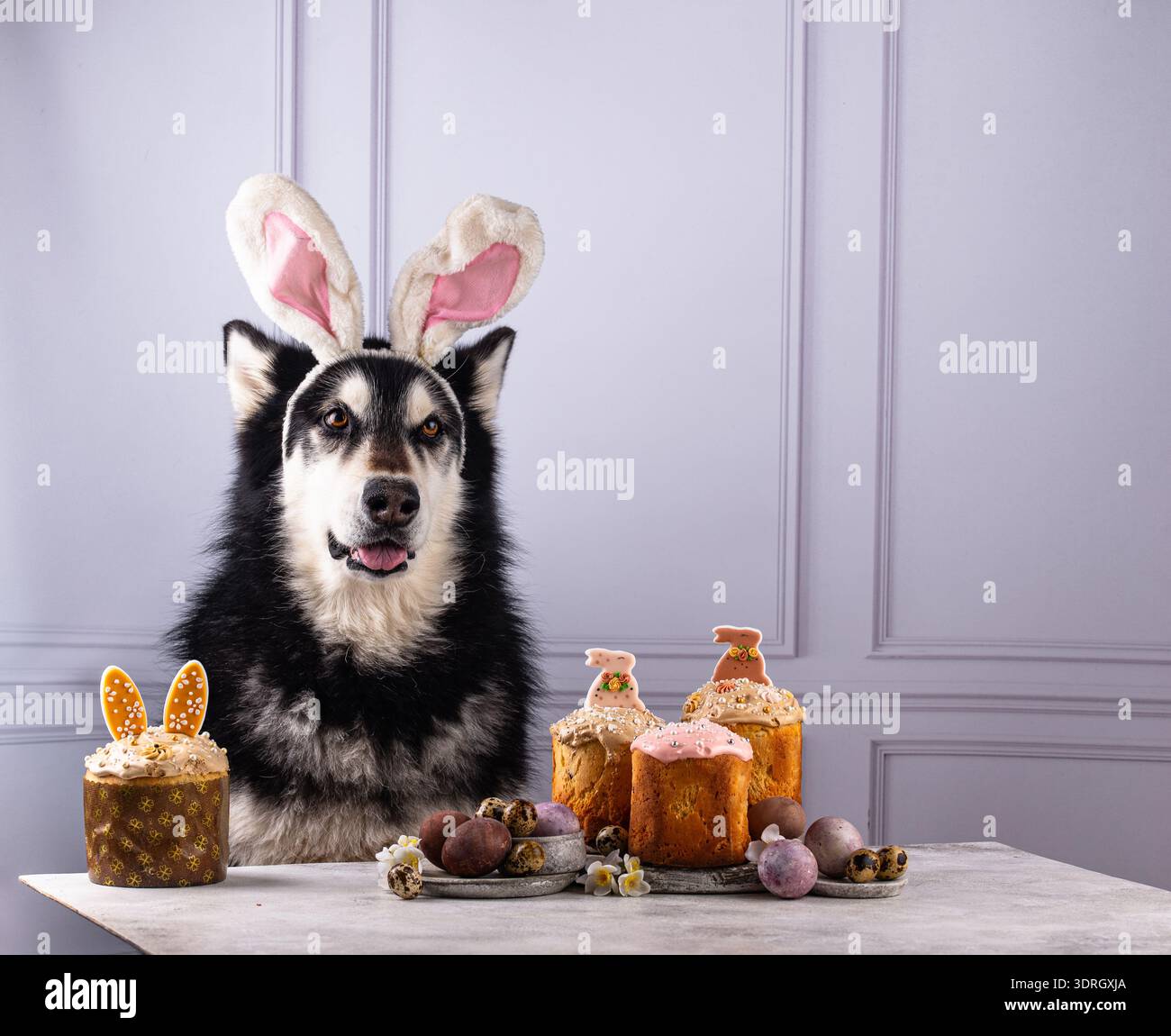 Dog bunny ears easter hi-res stock photography and images - Alamy