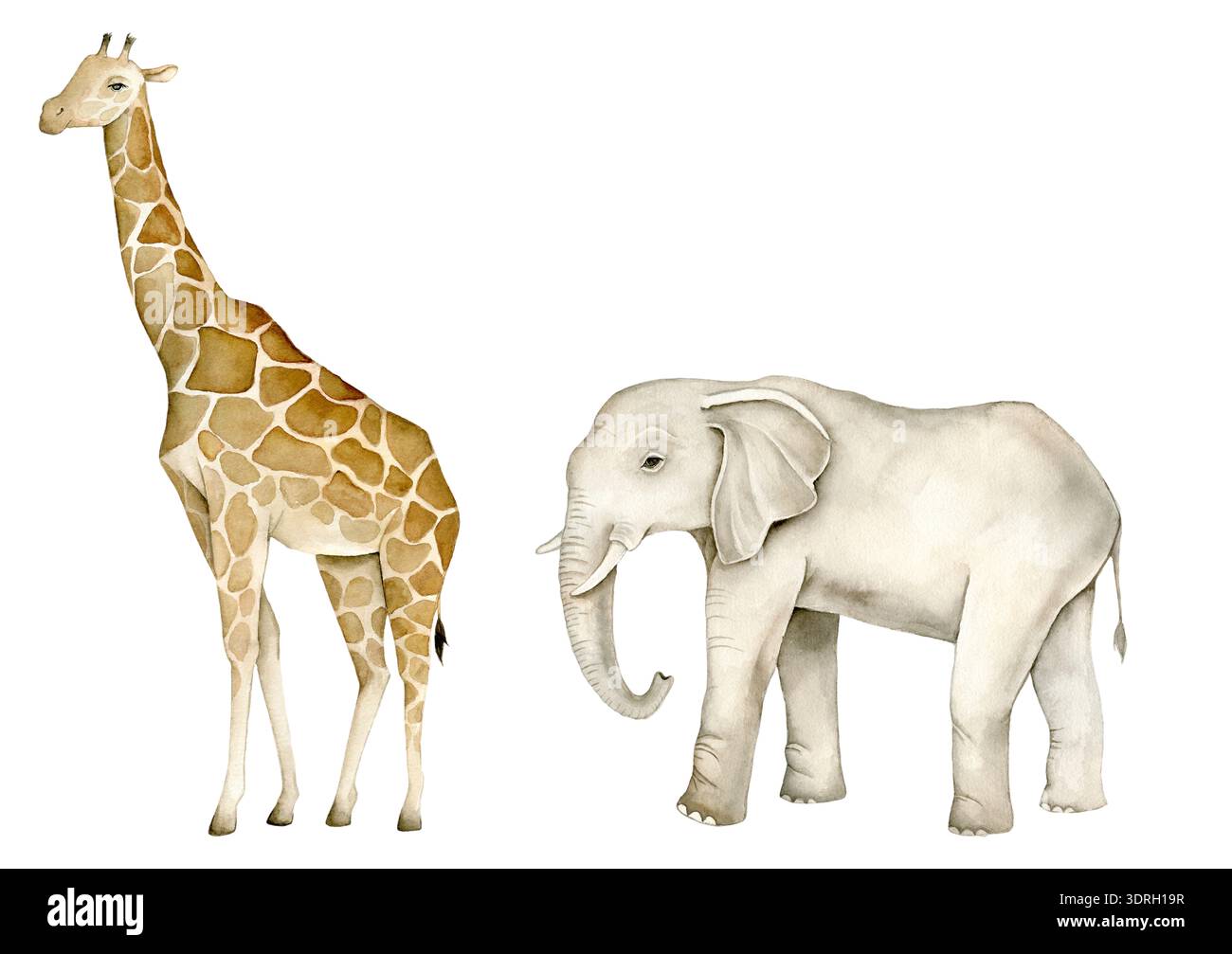 Watercolor safari animal illustration set with giraffe and elephant ...