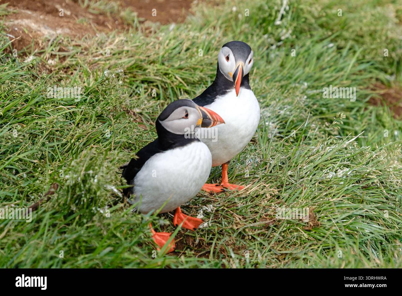 Two vibrant puffins are perched on a patch of green grass in Iceland ...