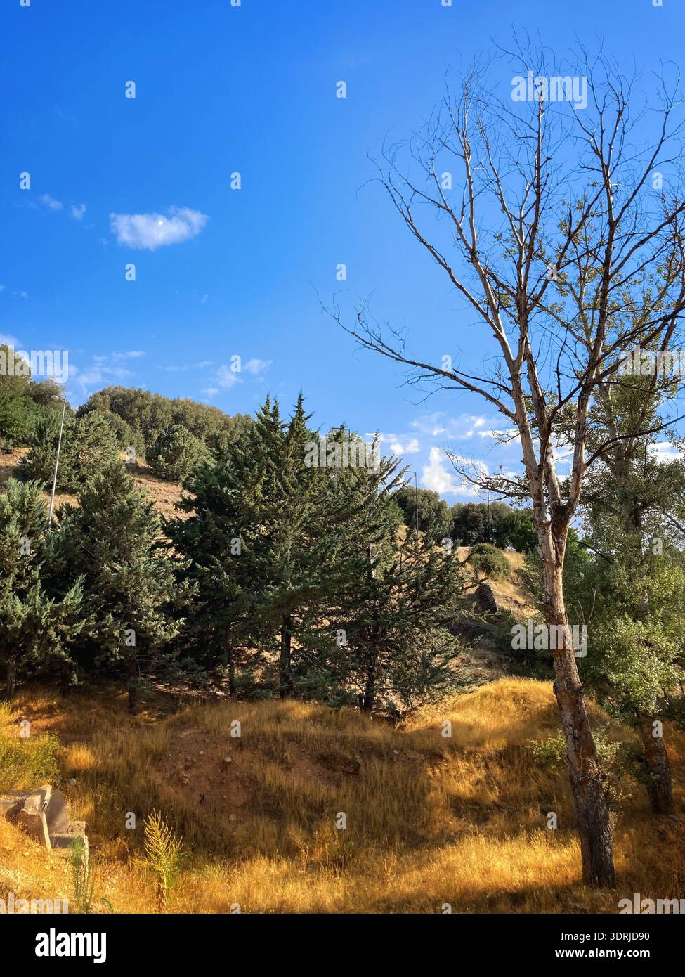 Greenery in park and forest areas around Ifrane city, Morocco, tall ...
