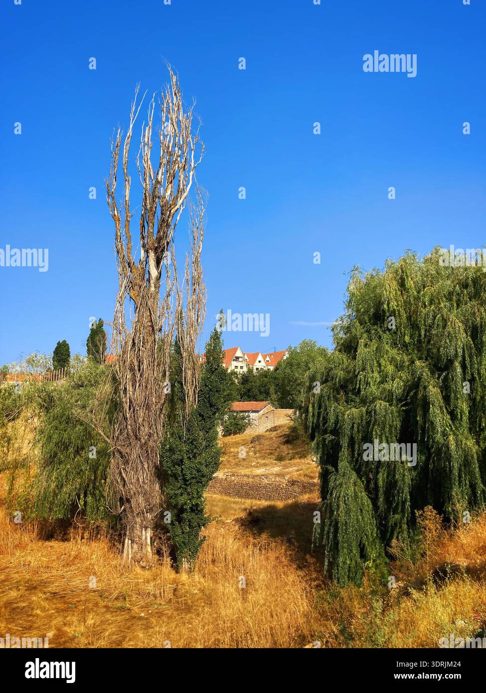 Greenery in park and forest areas around Ifrane city, Morocco, tall ...