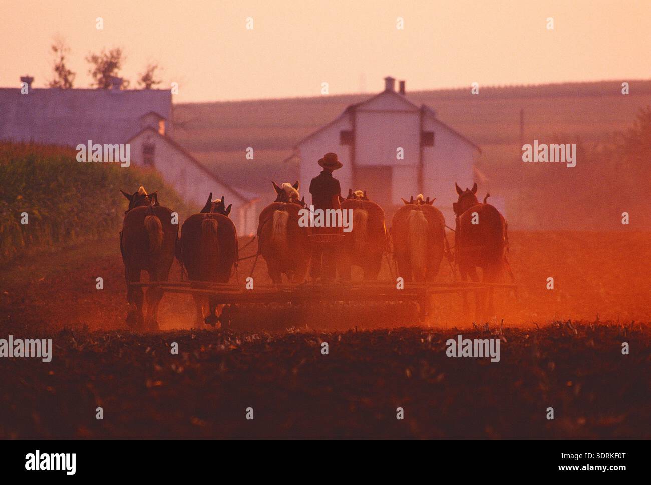 Horse & mule drawn farm wagons are used by the Amish to harvest hay ...