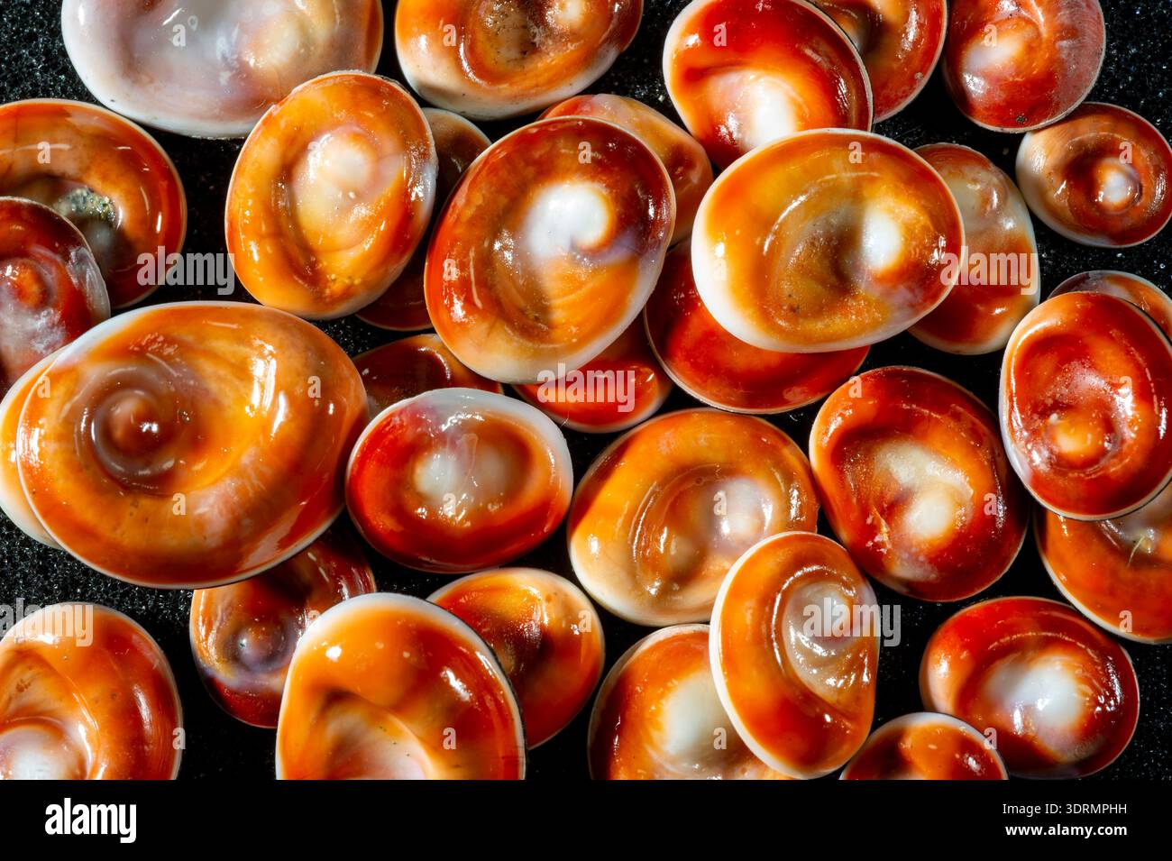 Turban shell hi-res stock photography and images - Alamy