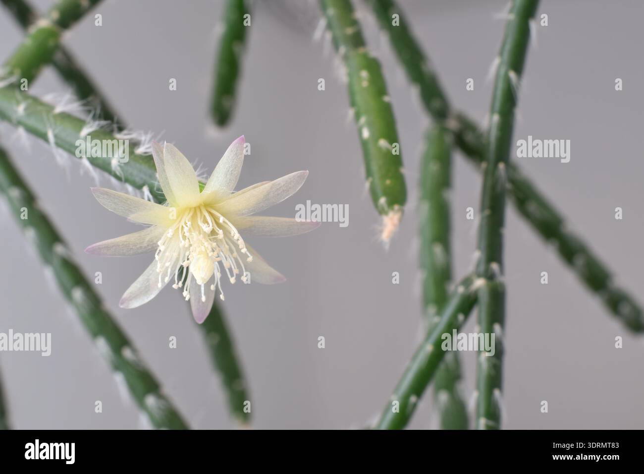 Macro closeup of blooming Pilose Mistletoe Cactus flower on a Rhipsalis ...
