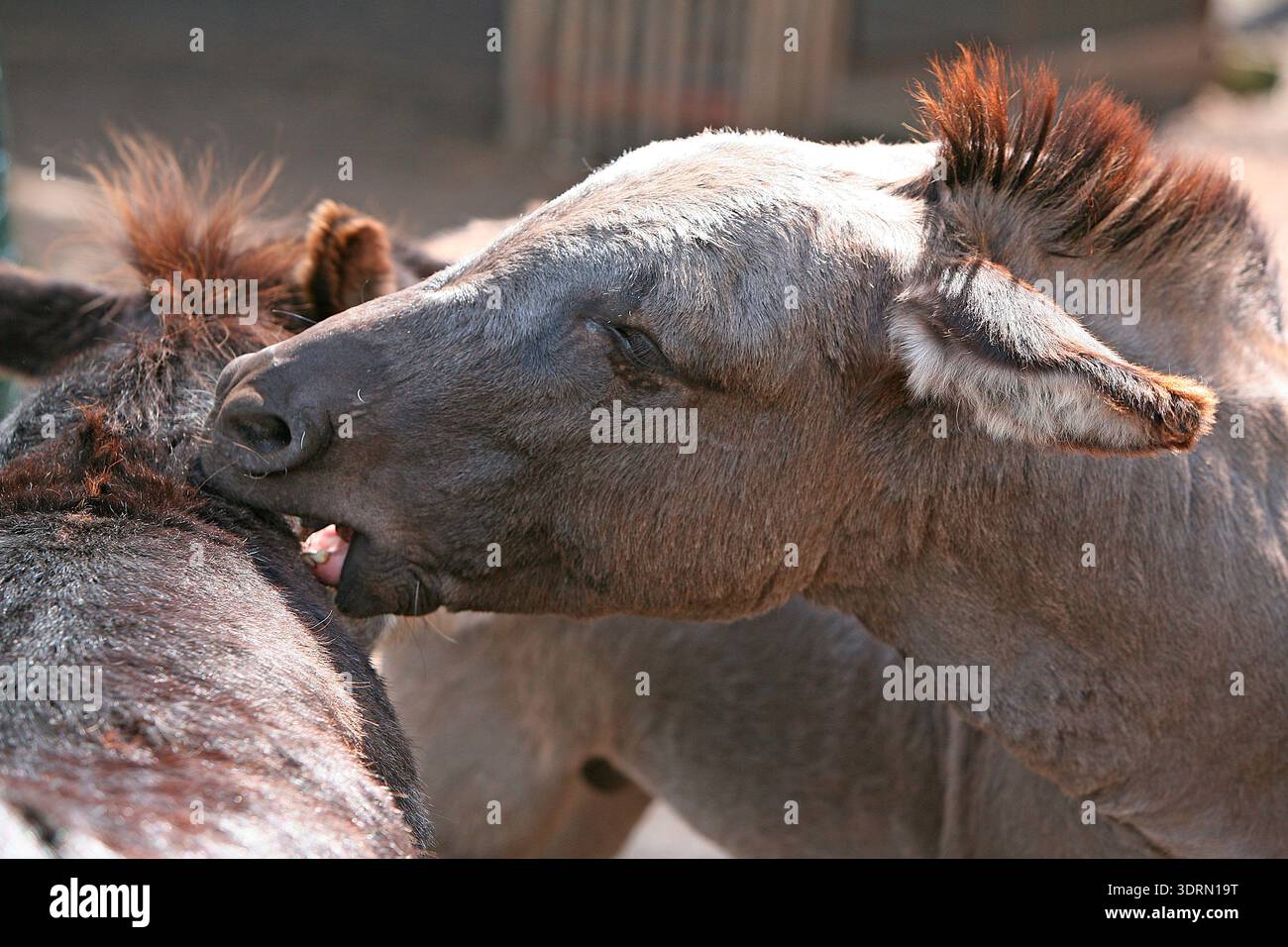 Equus africanus asinus equus asinus esel hi-res stock photography and ...