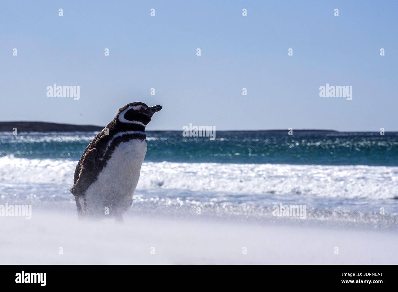 South America; Falkland Islands; Falkland; Malvinas; East Falkland ...