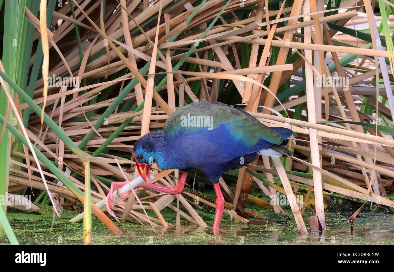 Long toed bird grasping hi-res stock photography and images - Alamy