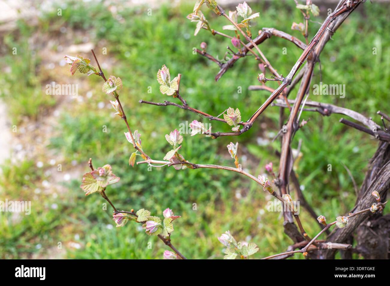 Young green buds and leaves emerge on grape vines in a spring vineyard ...