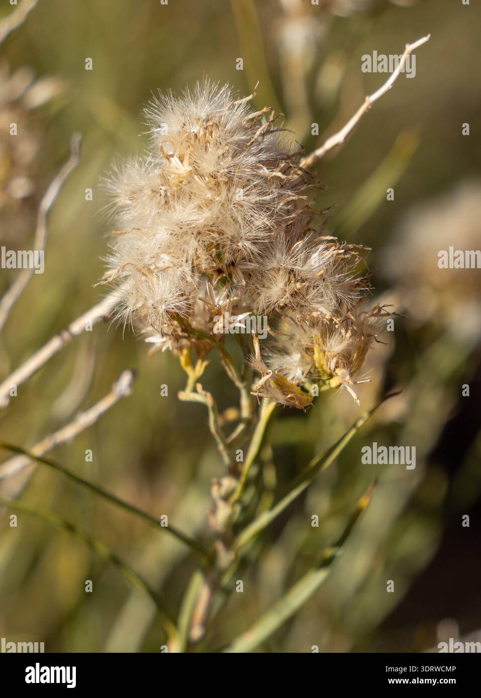 Seed dispersal in desert hi-res stock photography and images - Alamy