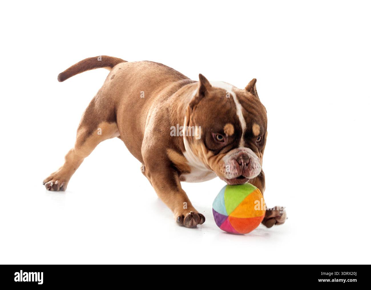 great bully in front of white background Stock Photo - Alamy