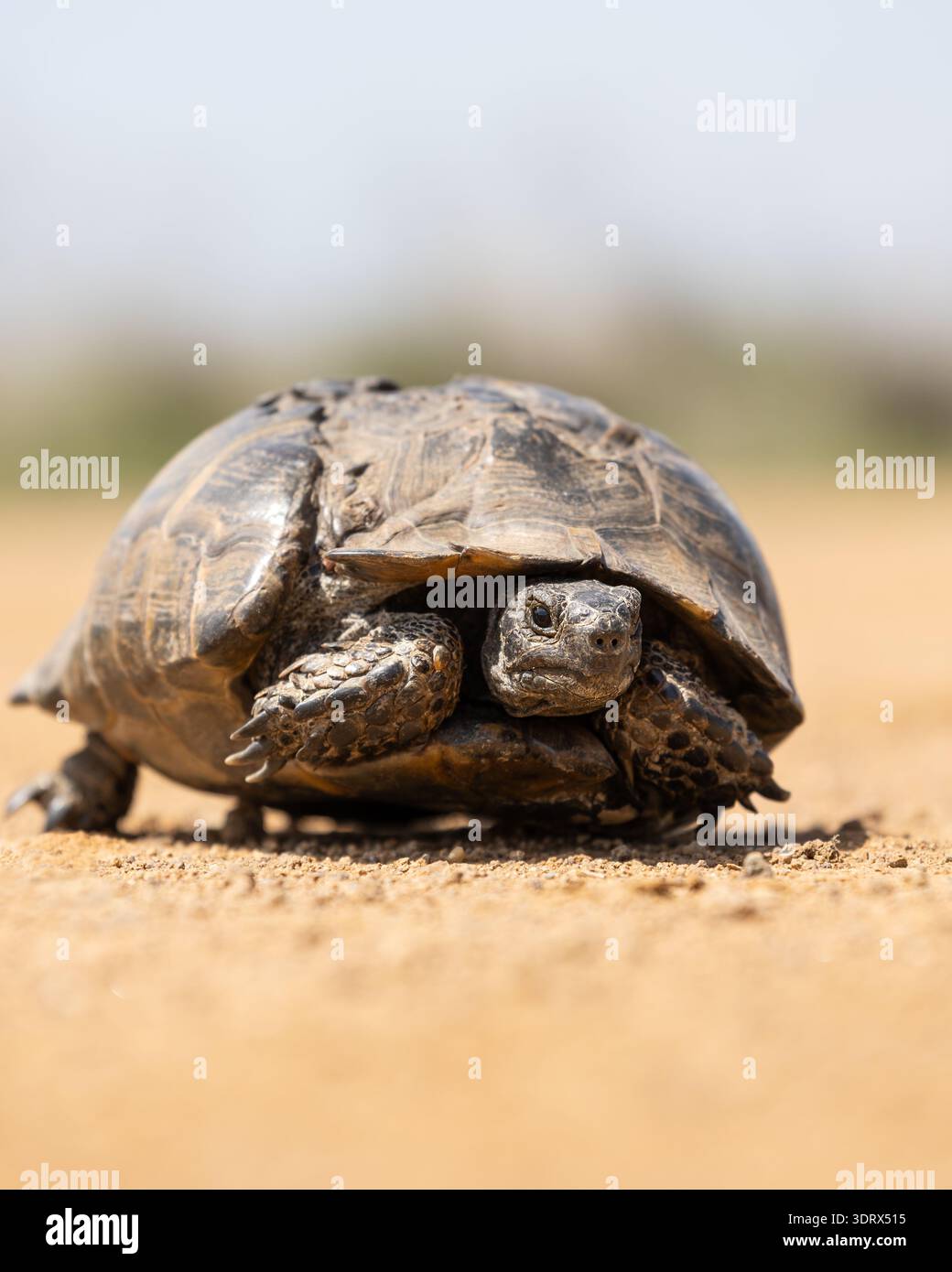 Cute turtle or testudines walking on the ground close-up portrait ...