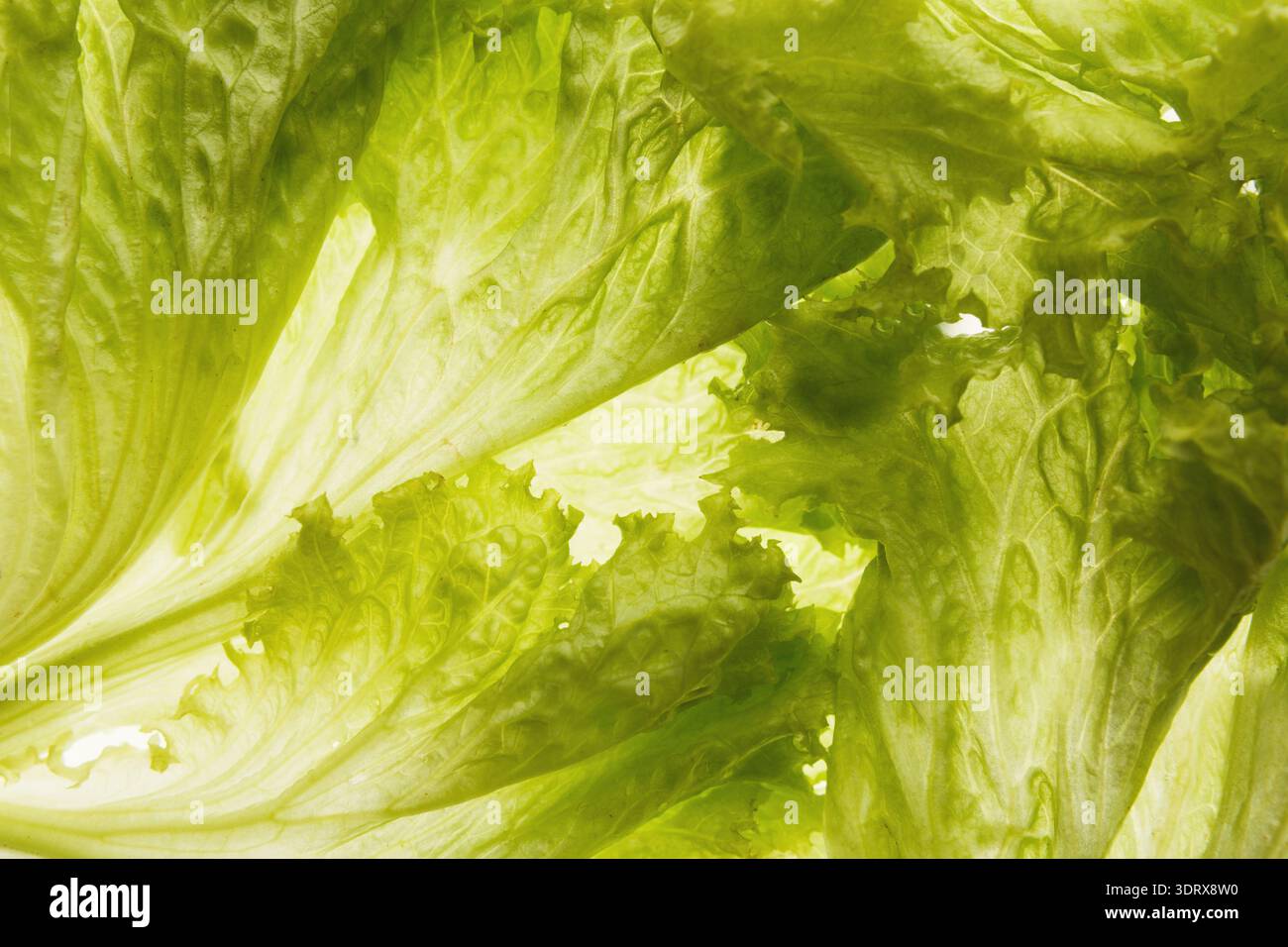 Lettuce Collage Showing Layers and Textures in a Fresh Collection for a ...