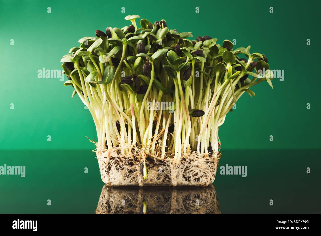 Collection of Healthy Sunflower Sprouts Growing on a Table With Green ...