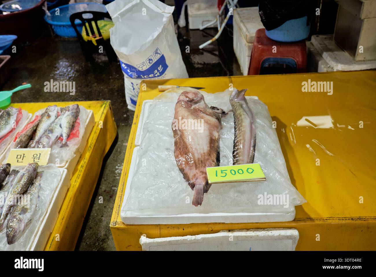 Gangneung dawn market and Jumunjin fish market in South Korea. Locals ...