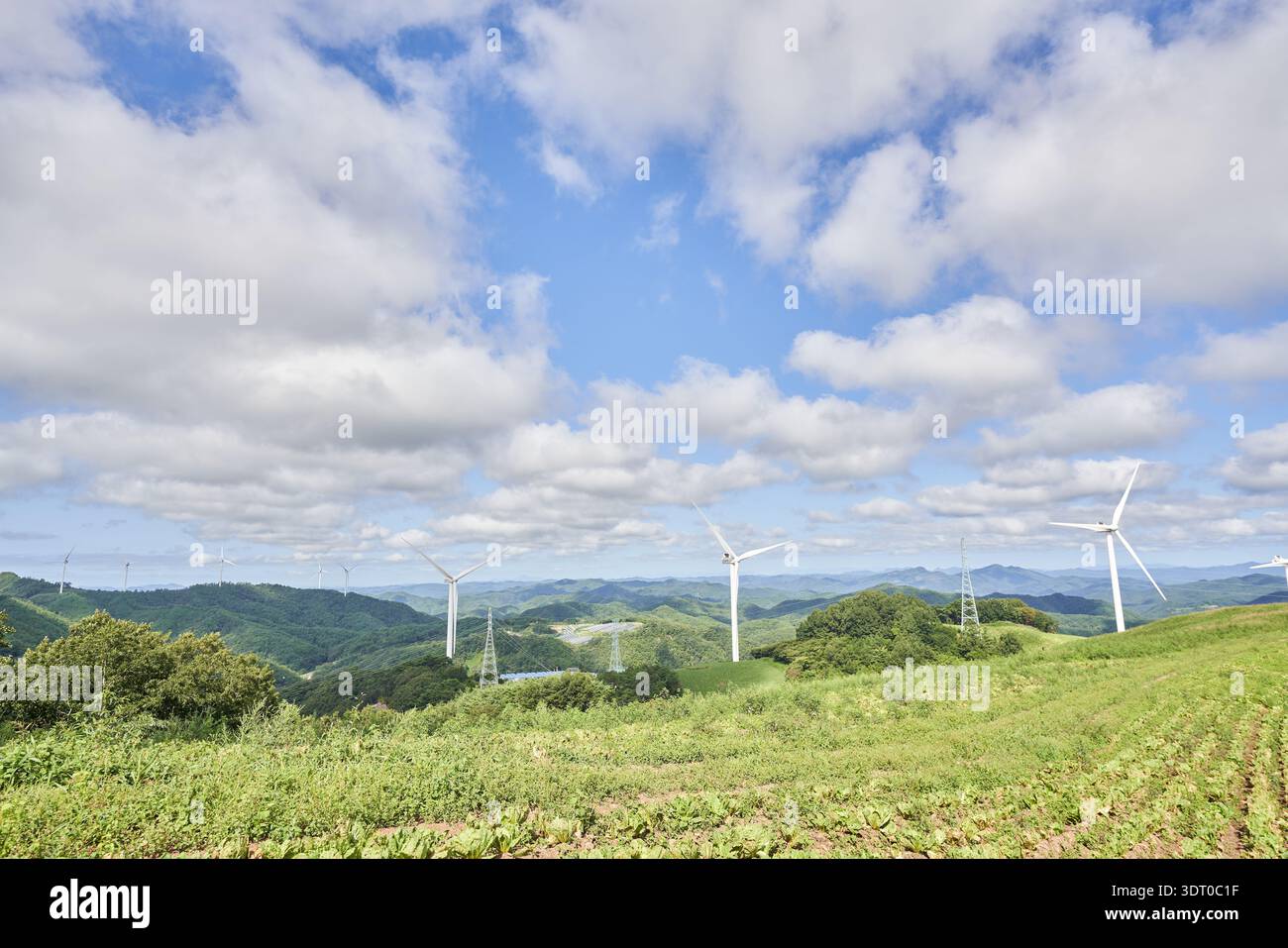 Scenic autumn agriculture in Yeongyang, South Korea. Alpine cabbage ...