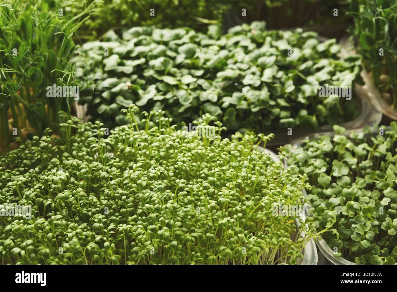 Different types sprouts microgreens hi-res stock photography and images ...