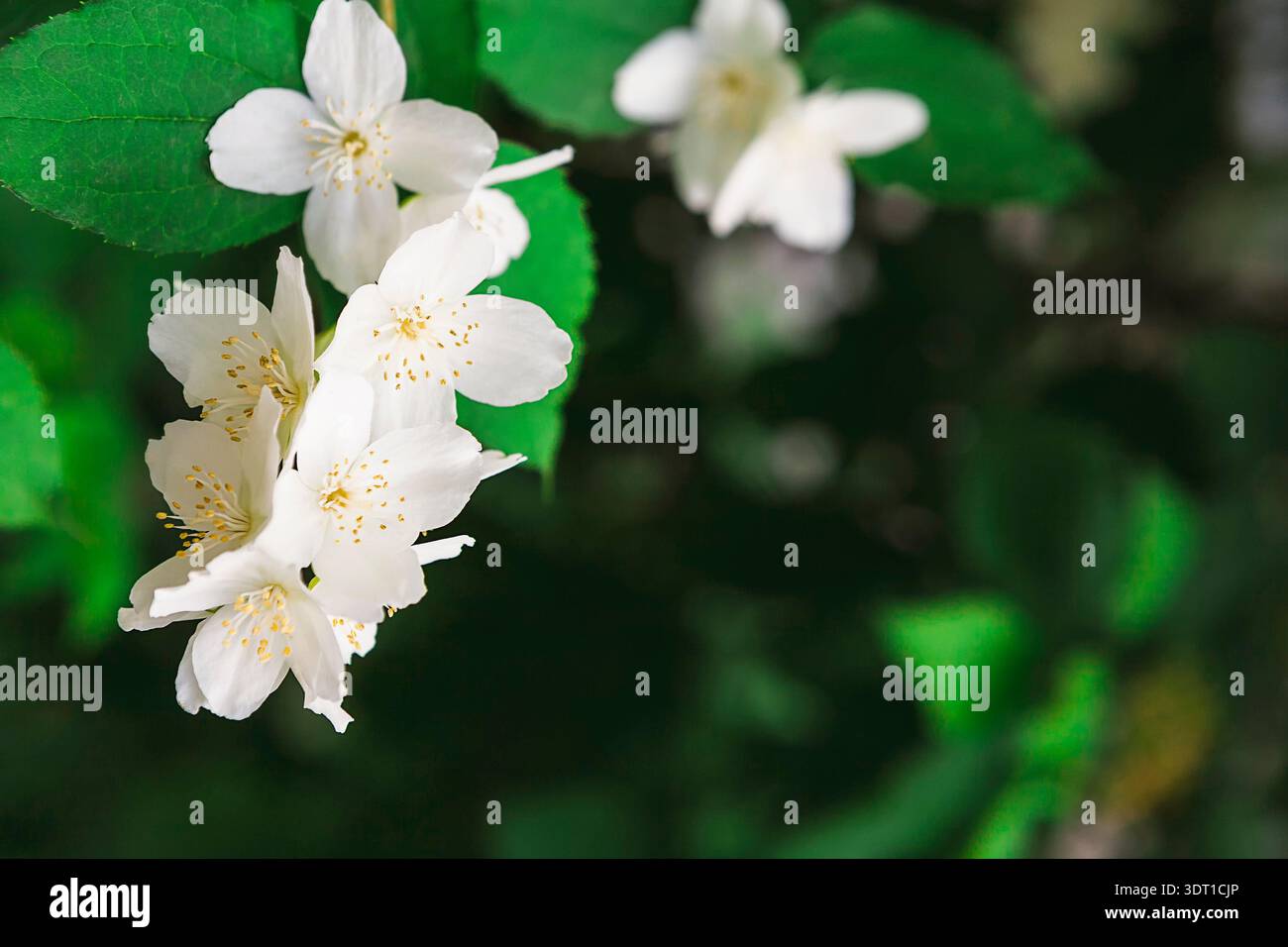 Beautiful Collection of Flowers and Leaves Showing Natures Detail in ...