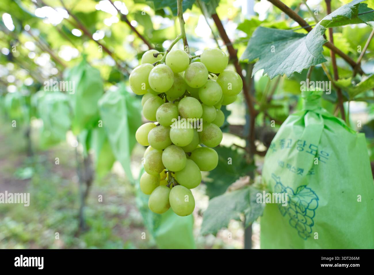 Organic Shine Muscat grapes in a Sangju orchard, South Korea. Natural ...