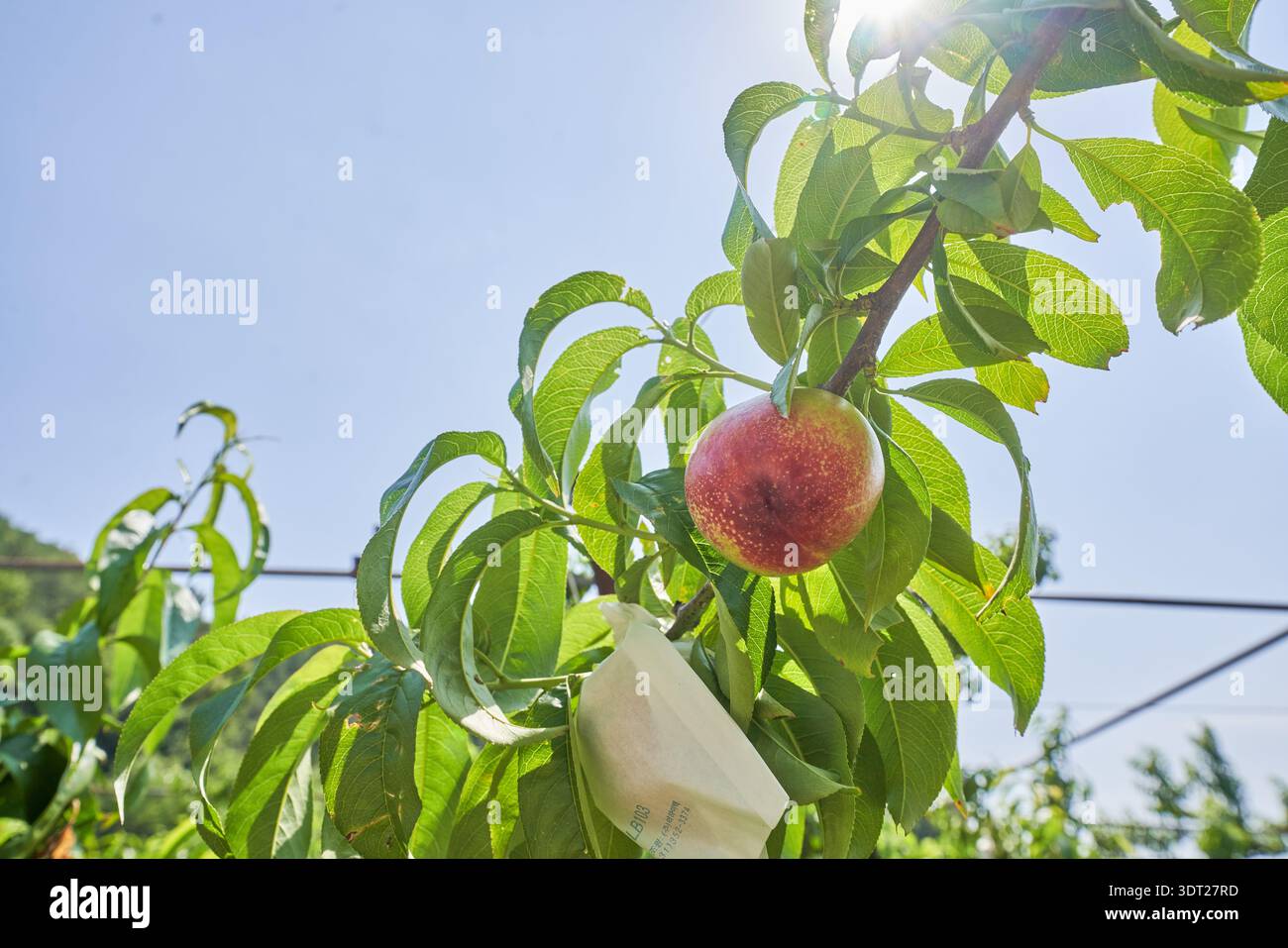 Organic nectarines grow on trees in a Yeongdeok orchard, South Korea ...