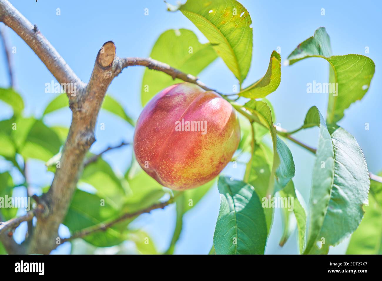 Organic nectarines grow on trees in a Yeongdeok orchard, South Korea ...