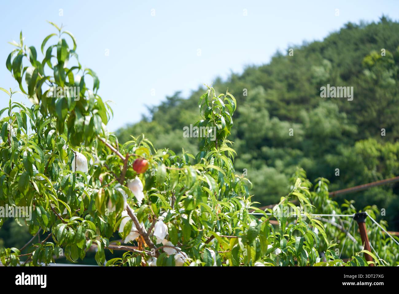 Organic nectarines grow on trees in a Yeongdeok orchard, South Korea ...