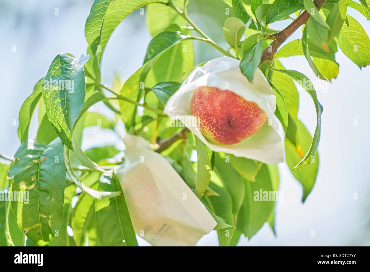 Organic nectarines grow on trees in a Yeongdeok orchard, South Korea ...