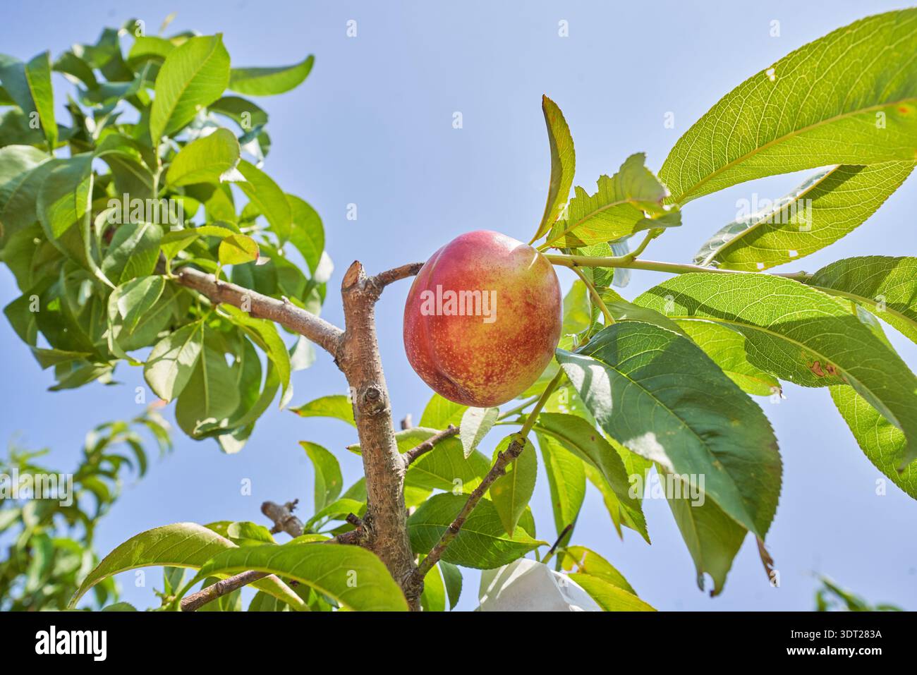 Organic nectarines grow on trees in a Yeongdeok orchard, South Korea ...