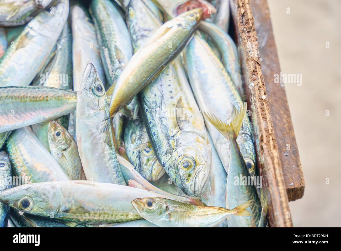 Fresh seafood like yellowtail, mackerel, and greenling caught by a ...