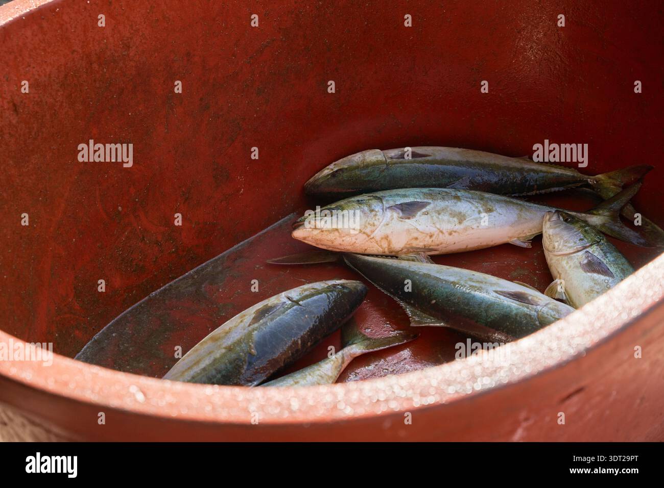 Fresh seafood like yellowtail, mackerel, and greenling caught by a ...