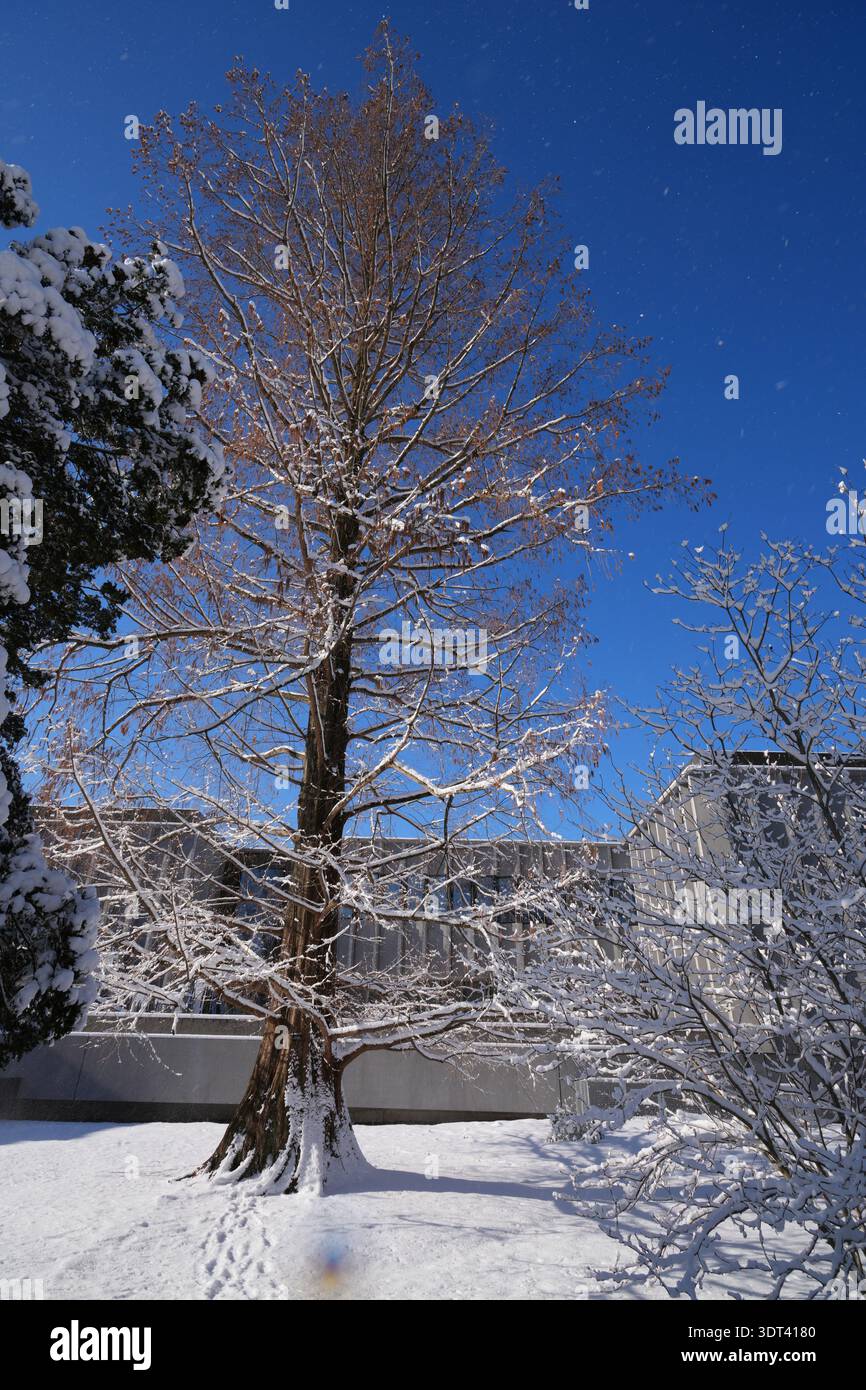 PRINCETON, NJ -19 JAN 2026- View of the campus of Princeton University ...