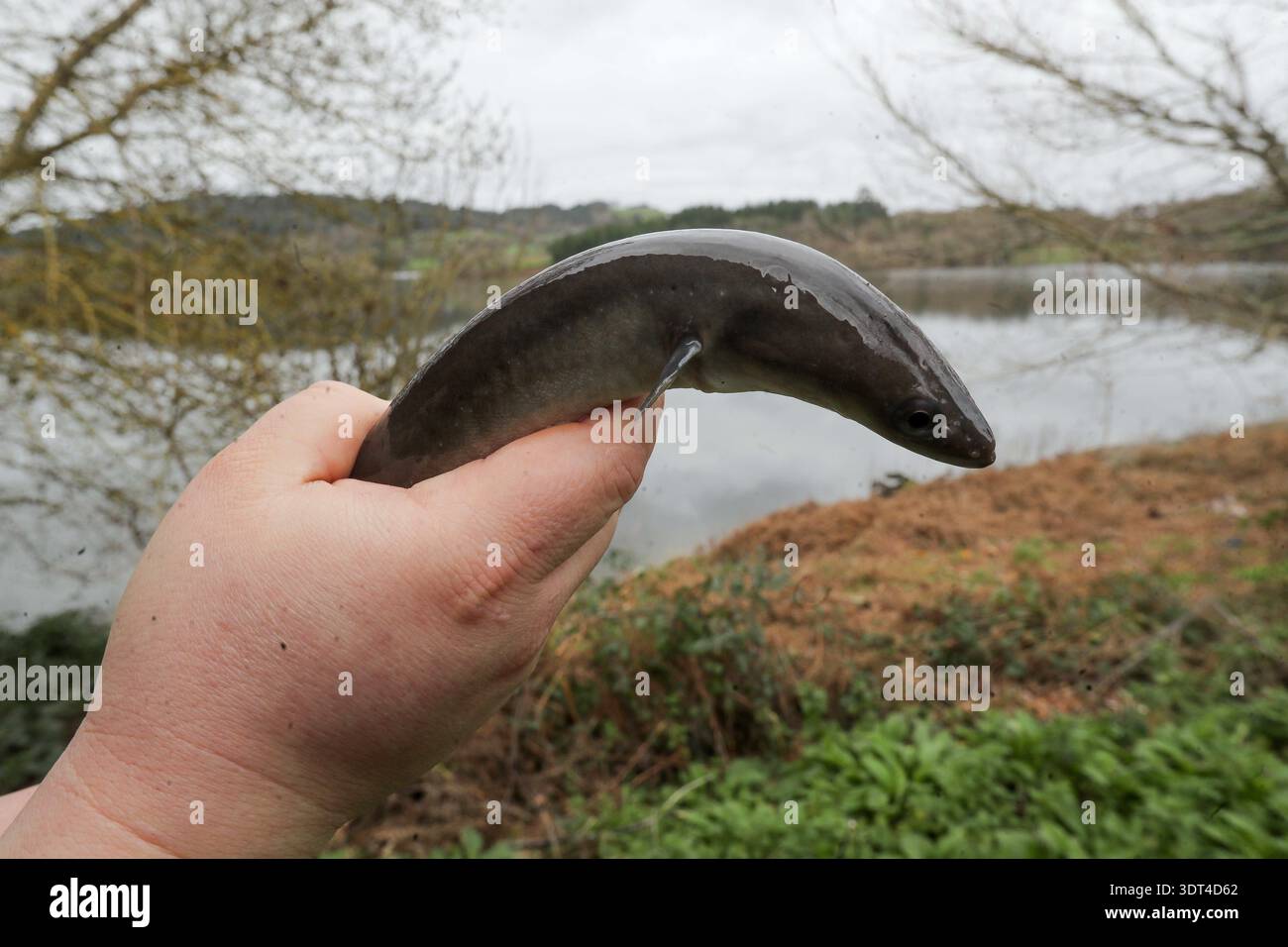 A person holds an eel in the restaurant Río Loyo, 20 February 2026, in ...
