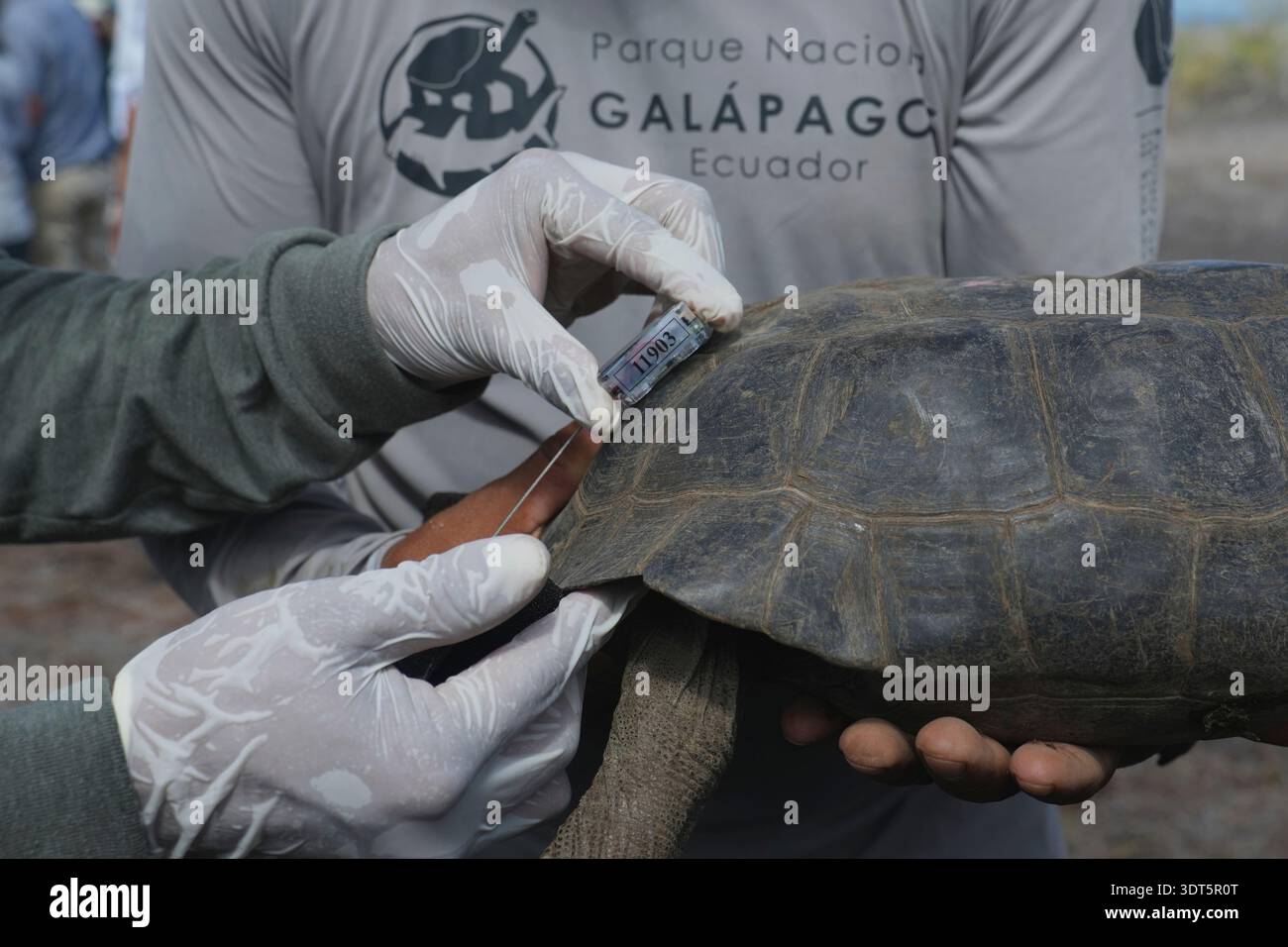 Galapagos National Park rangers attach a tracking device to a juvenile ...
