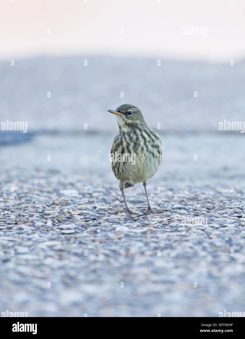 Rock Pipit [ Anthus petrosus ] in the Harbour at Lyme Regis, Dorset, UK ...