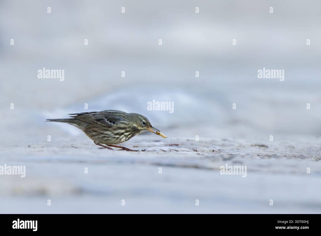 Rock Pipit [ Anthus petrosus ] catches a small grub in the Harbour at ...
