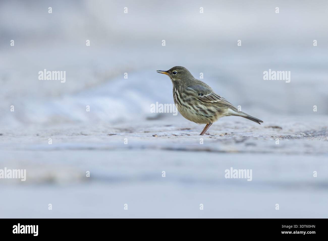 Rock Pipit [ Anthus petrosus ] in the Harbour at Lyme Regis, Dorset, UK ...
