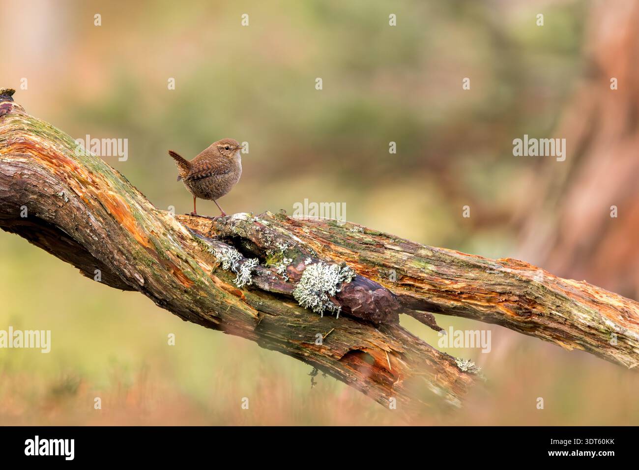 Wren [ Troglodytes troglodytes] on a fallen tree Stock Photo - Alamy