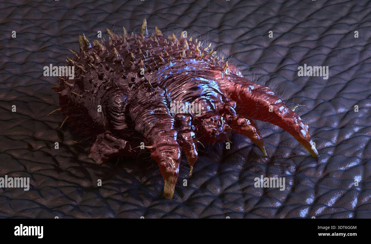 Illustration of Sarcoptes scabiei, the mite responsible for scabies, on ...