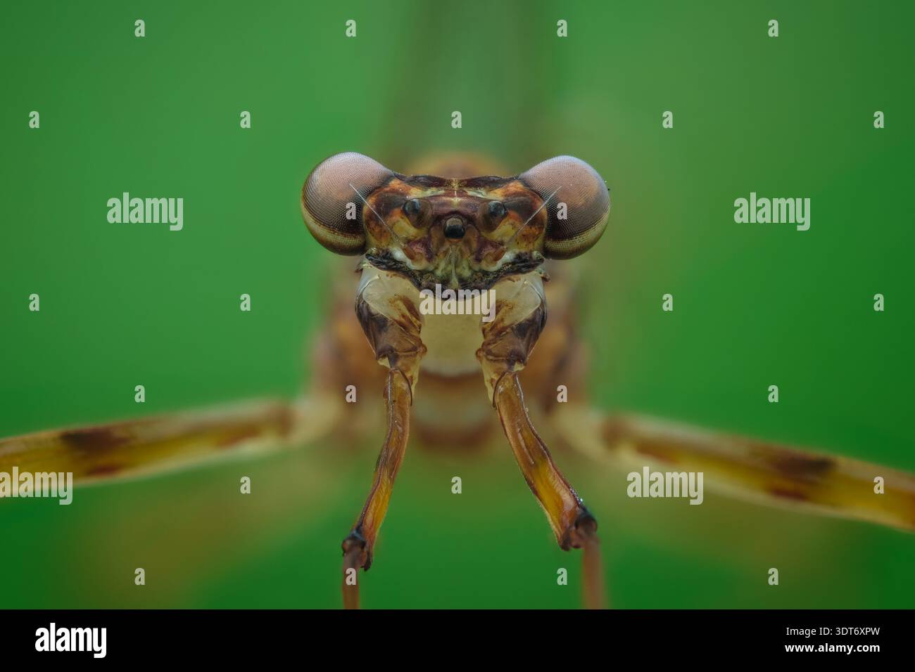 Extreme macro face portrait of a Mayfly (Ephemeroptera) highlighting ...