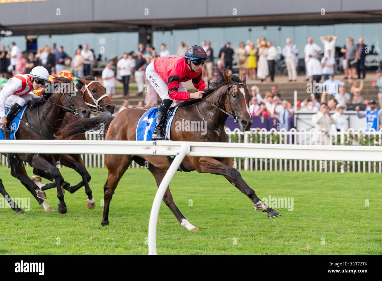 NINJA,Z 8 RH 21022026 E230 Ninja in the Kia Ora Hobartville Stakes ...