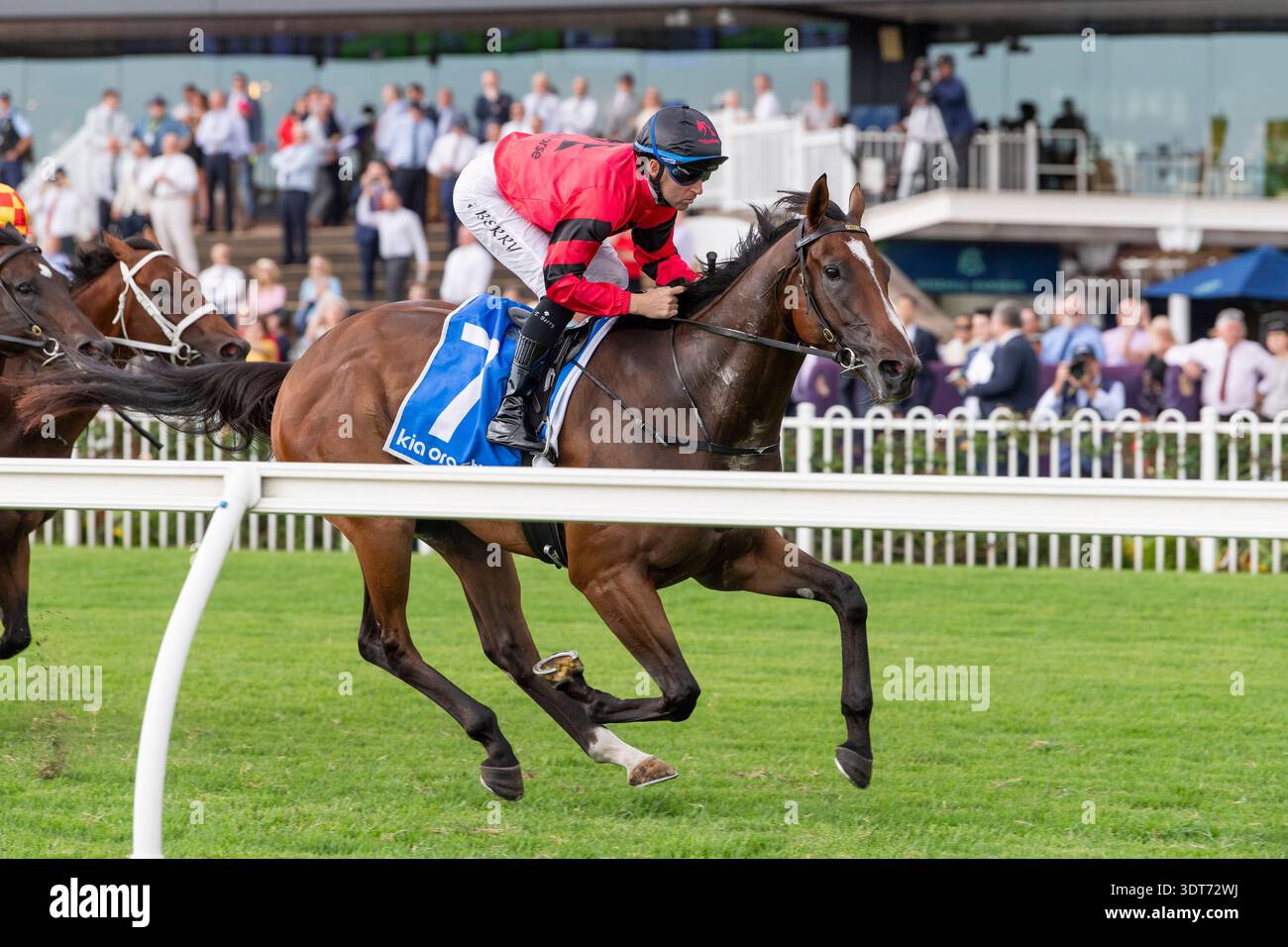 NINJA,Z 8 RH 21022026 E235 Ninja in the Kia Ora Hobartville Stakes ...