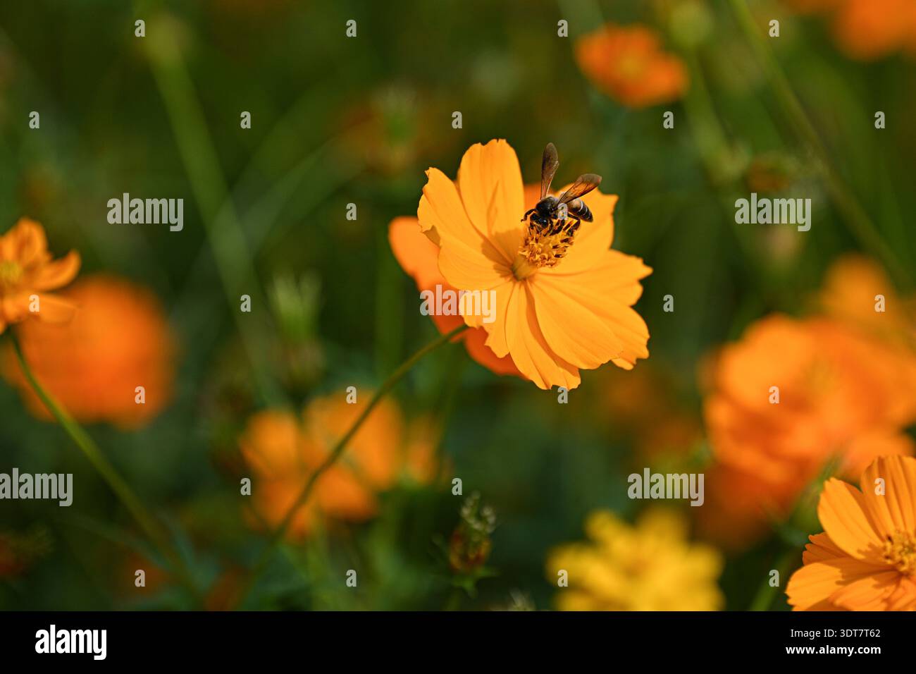 Changjiang, China's Hainan Province. 20th Feb, 2026. Blooming ...
