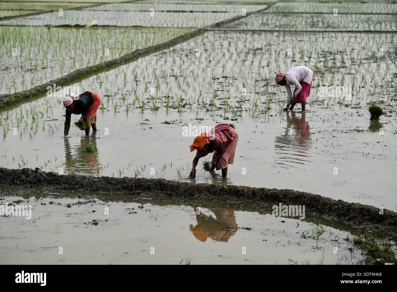 Indian farmers sow paddy saplings in a field on the outskirts of ...