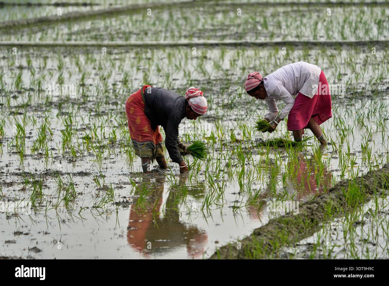 Indian farmers sow paddy saplings in a field on the outskirts of ...