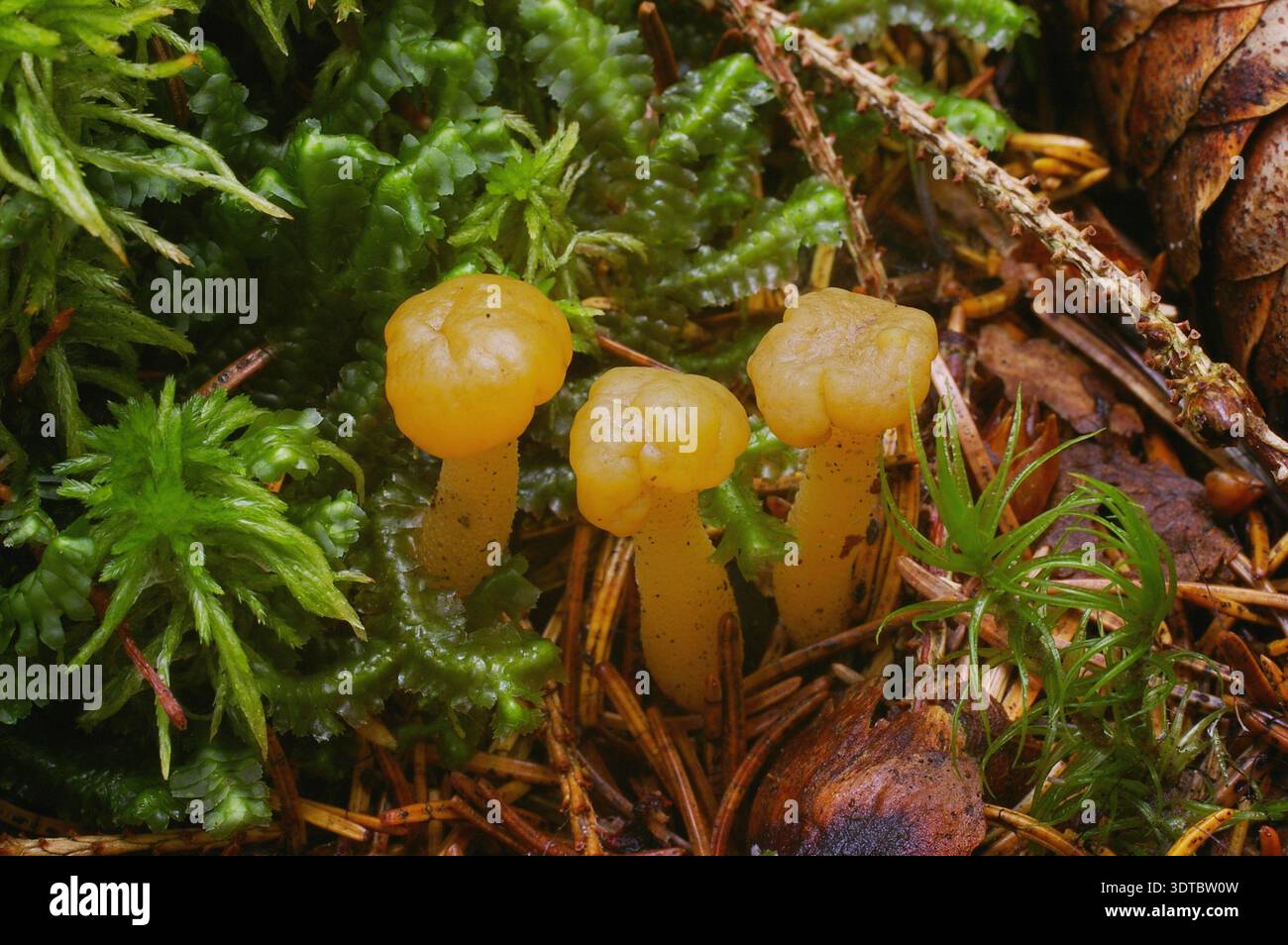 Jelly baby fungi hi-res stock photography and images - Alamy