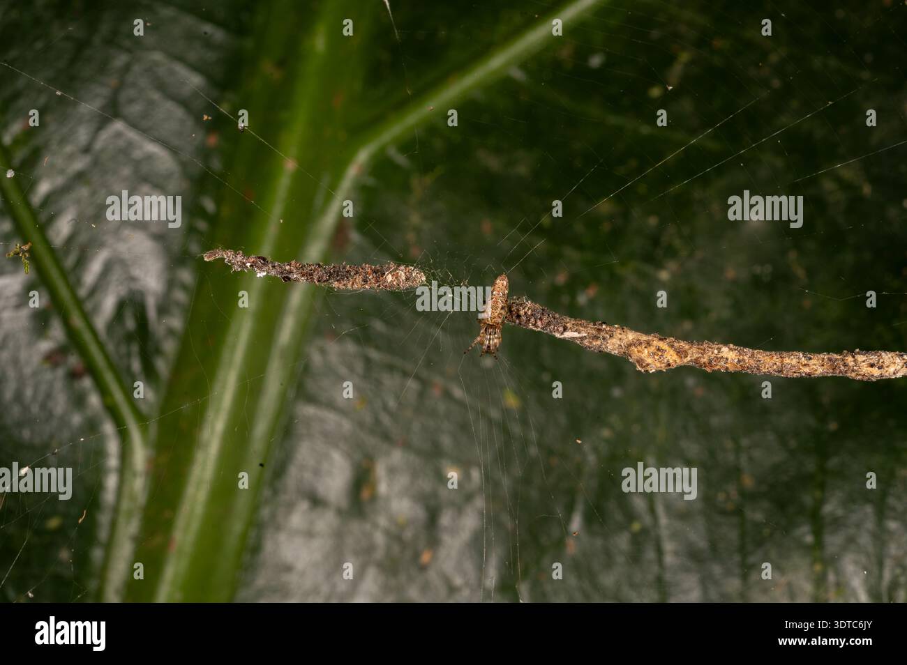 Trashline Spider, Cyclosa sp., Araneidae, Bosqueo de los Nonos ...